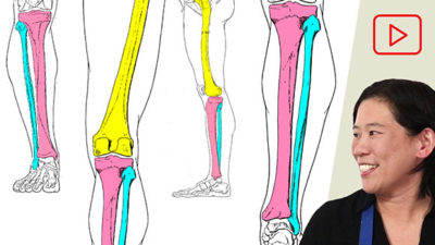 Artistic Anatomy Lecture: Bones in the Back Torso · Art Prof