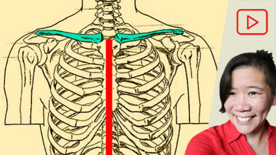 Anatomy Archives · Art Prof